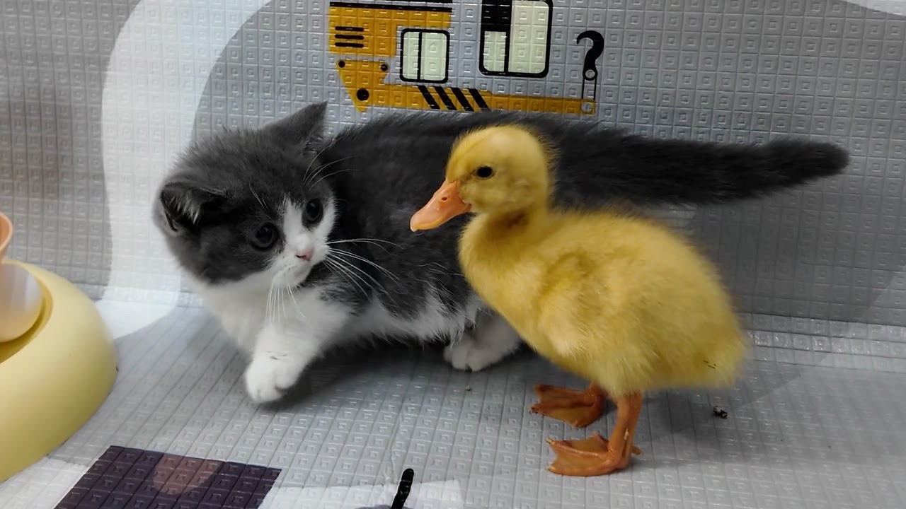 Unbelievable😲The duckling chases the kitten, causing it to run in a ...