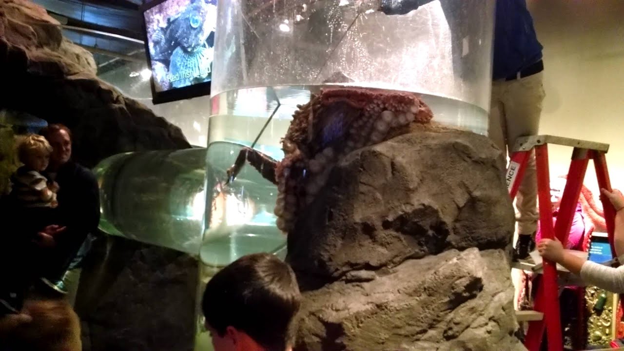 Giant Pacific Octopus Feeding - YouTube
