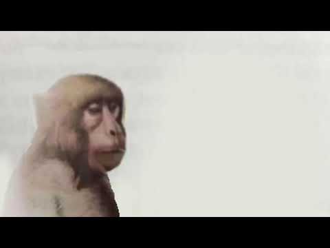 Monkey Neuron Activation meme