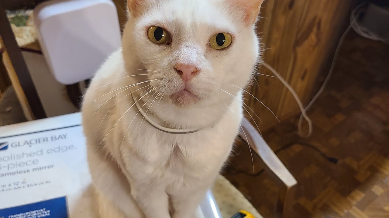 Cat Talking about Food - YouTube