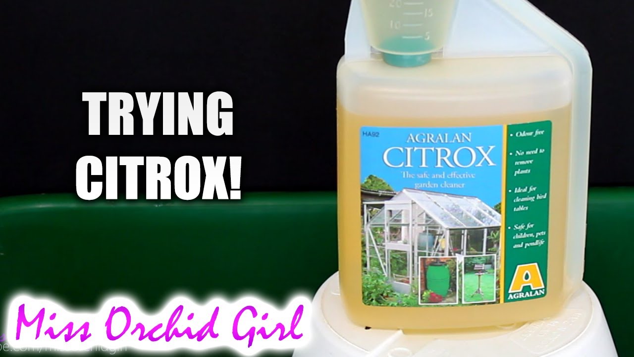 Using Citrox disinfectant with Orchids - First impressions - YouTube