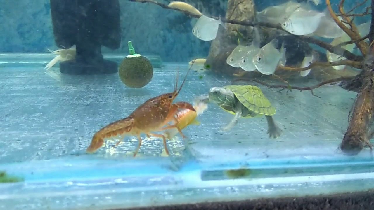 Lobster Vs Turtle Fight for food - YouTube