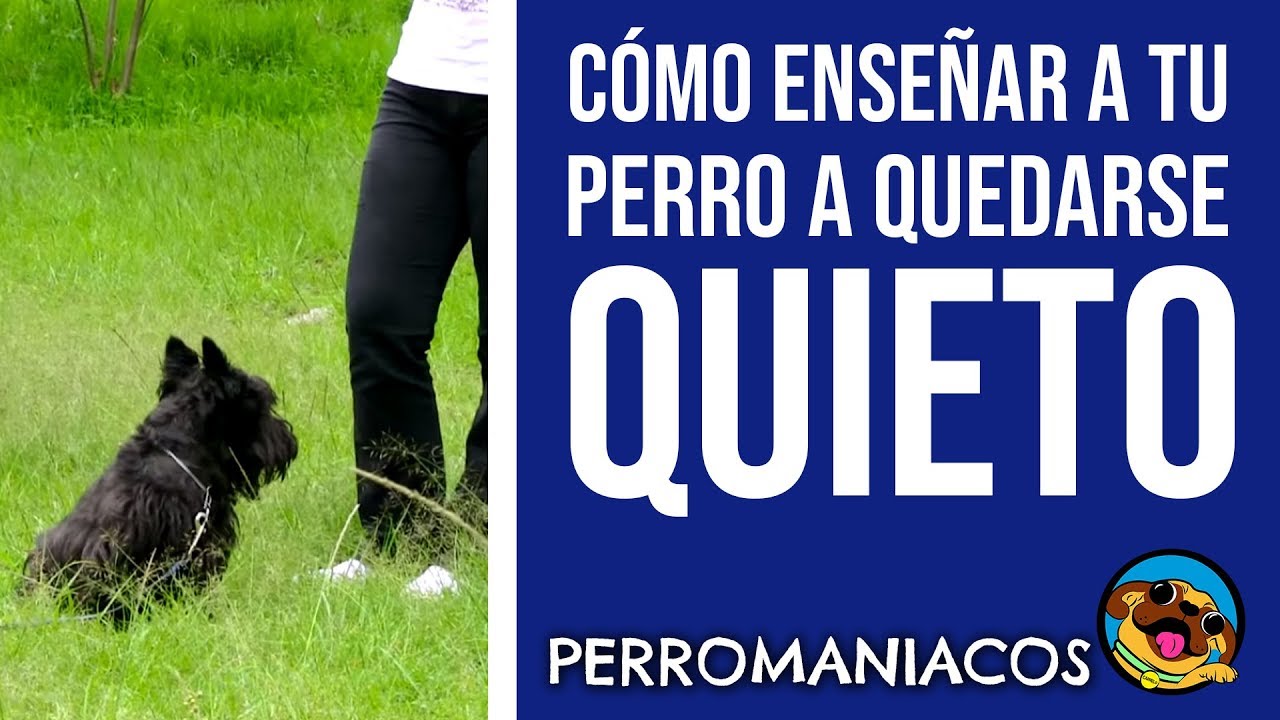 Cómo enseñar a tu perro a quedarse quieto. Perromaniacos - YouTube
