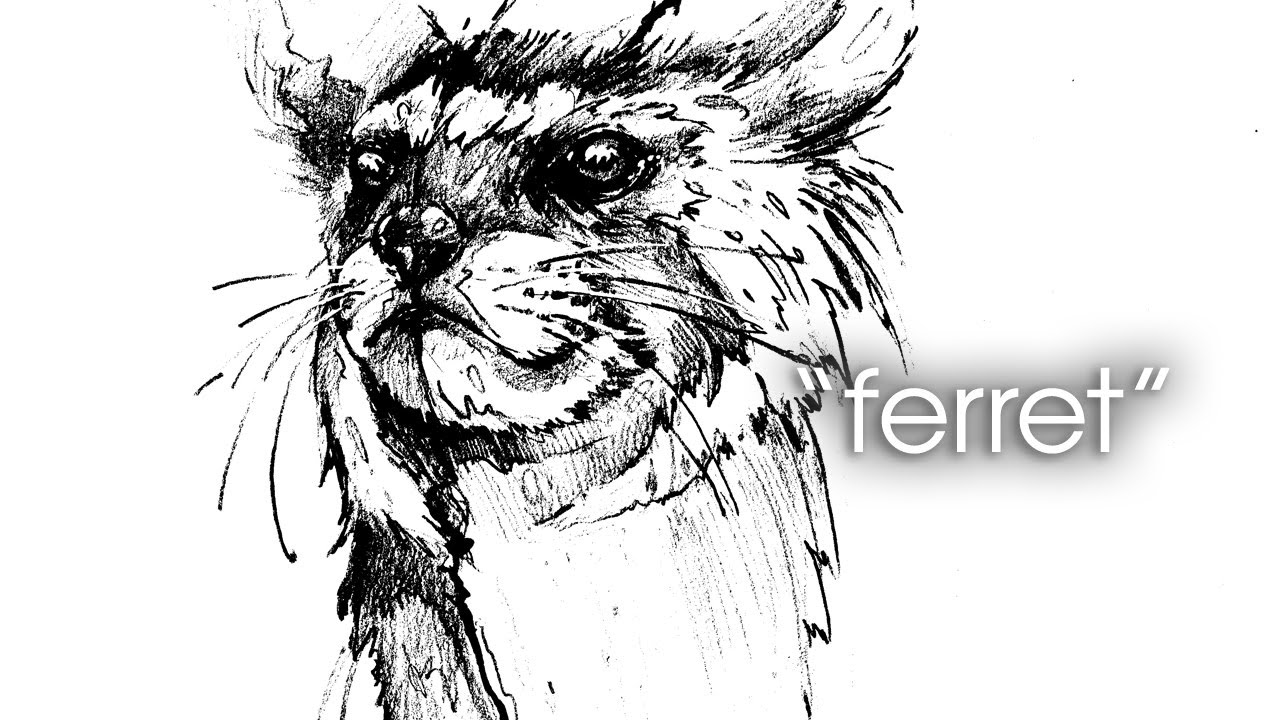 How I draw a ferret - pencil art - YouTube