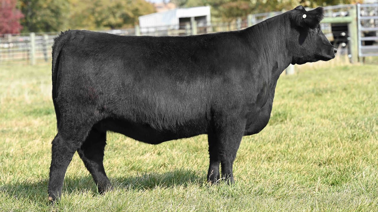 Dameron Angus: Lot 65 - YouTube