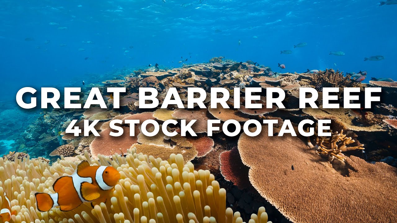 Great Barrier Reef 4K Stock Footage | Vibrant Coral Reefs, Wildlife ...