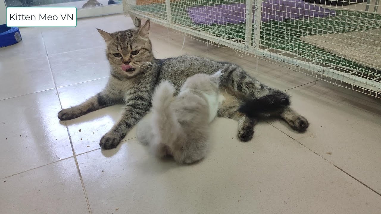 Mun cat agrees to let Co Co's daughter drink milk - YouTube