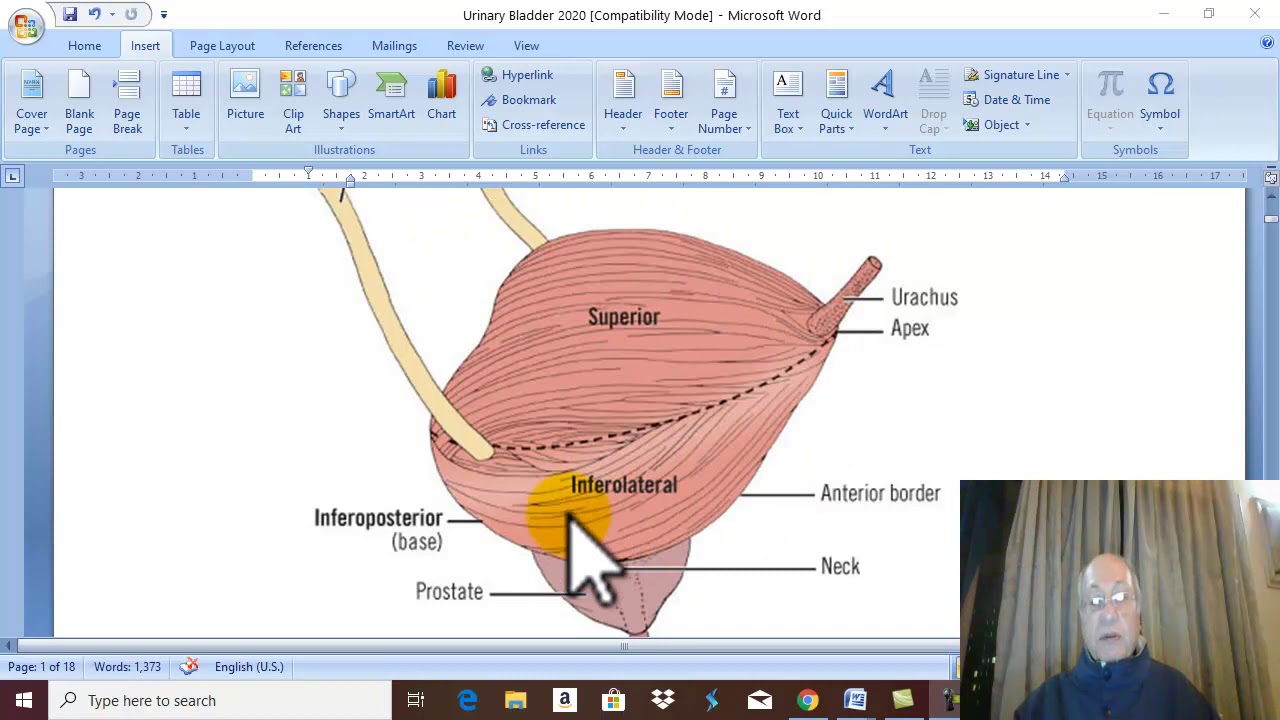 Anatomy Urogenital Module 7 ( urinary bladder , part 1 ) , by Dr ...