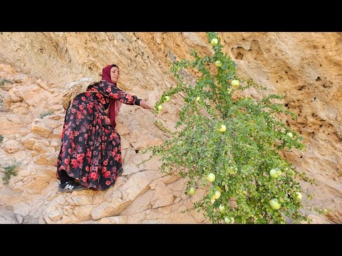 Picking wild apples in the Zagros Mountains to earn money🍏🍏🍏🍏