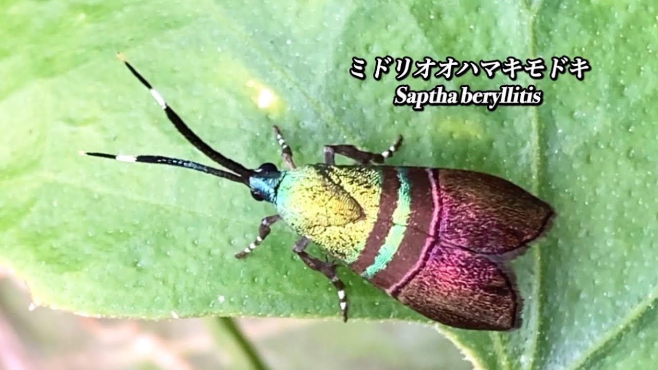 ミドリオオハマキモドキ Saptha beryllitis 沖縄の蛾 insects moth - YouTube