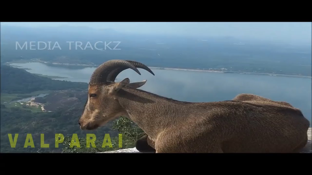 Varayadu(Nilgiri Tahr) Valparai video - YouTube
