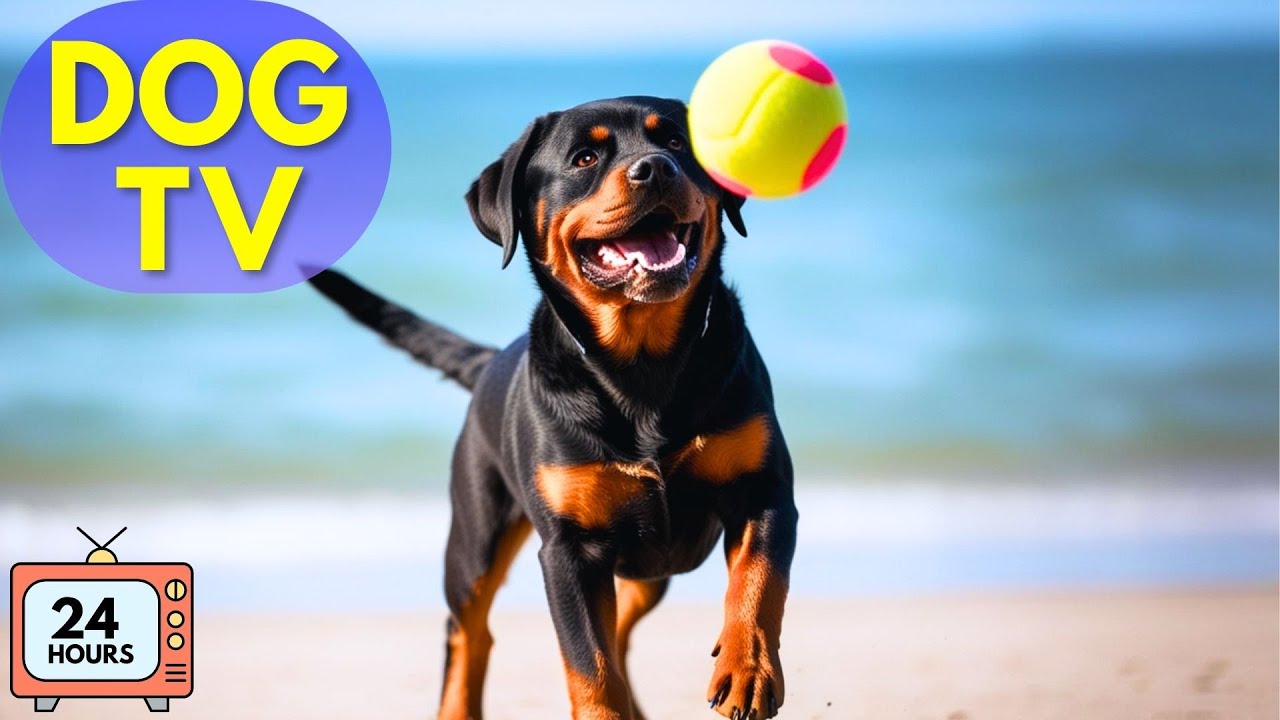 DOG TV: Relaxing Music & Videos for Dogs - 24 Hours of Dog ...