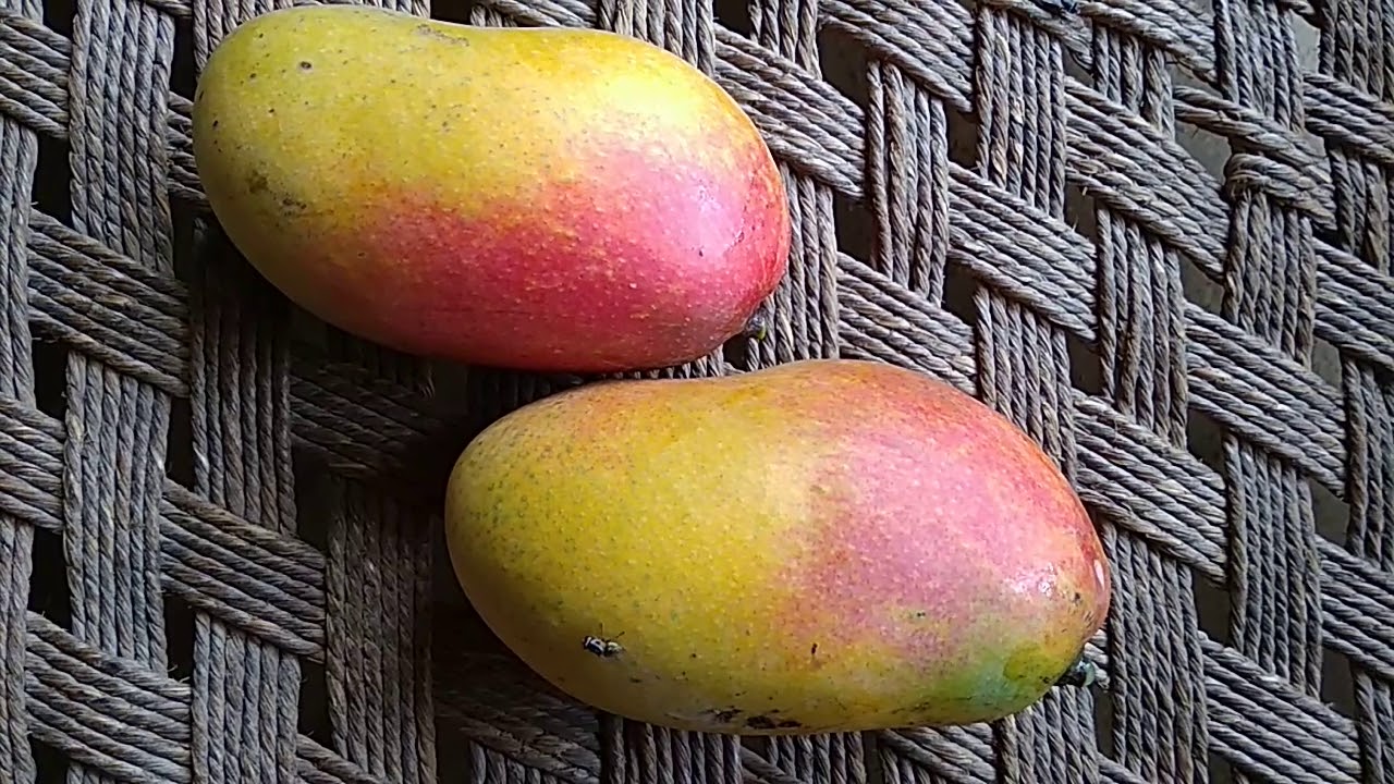Pushpendra Kumar malihadad mango total pari mango - YouTube