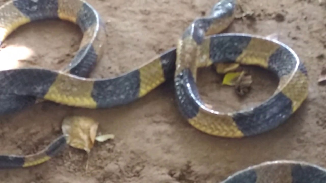 Krait and cobra, the first venomous snake in the world - YouTube