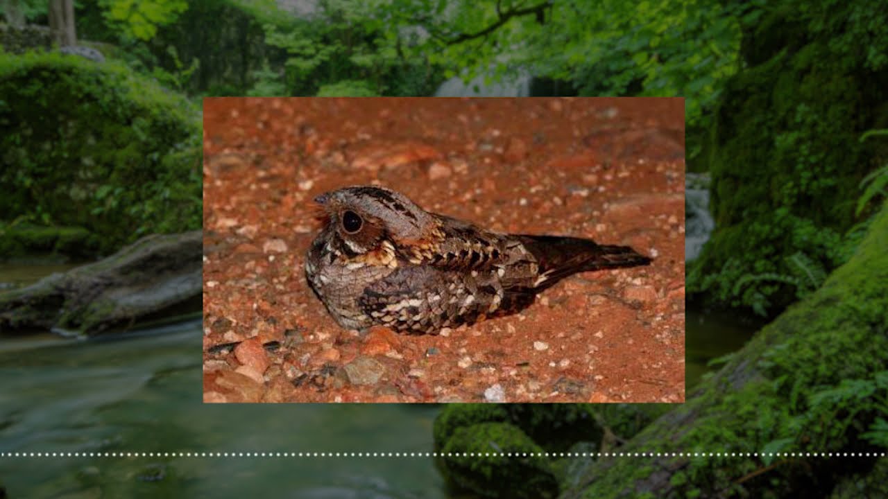 Fiery-Backed Nightjar Call - Birdsong - Wildlife Sounds - YouTube