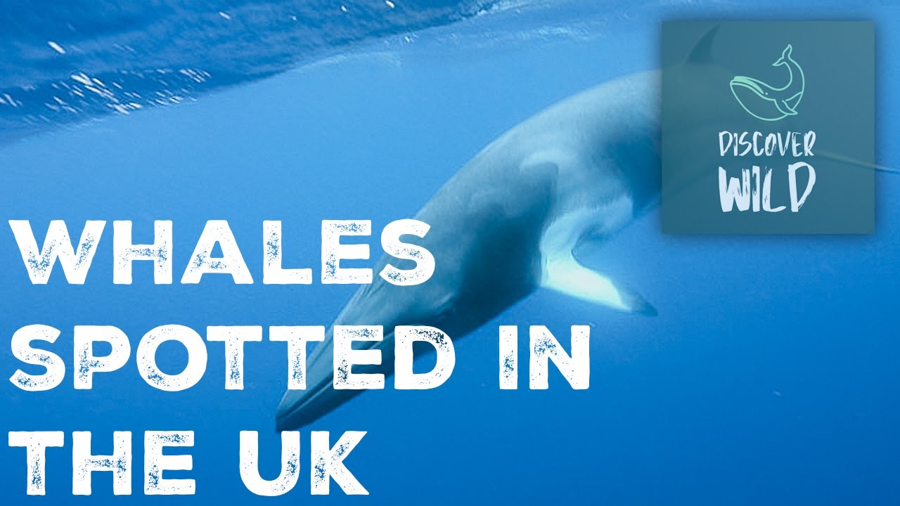 Whales spotted in the UK! | Colossal Giants | Discover Wild - YouTube