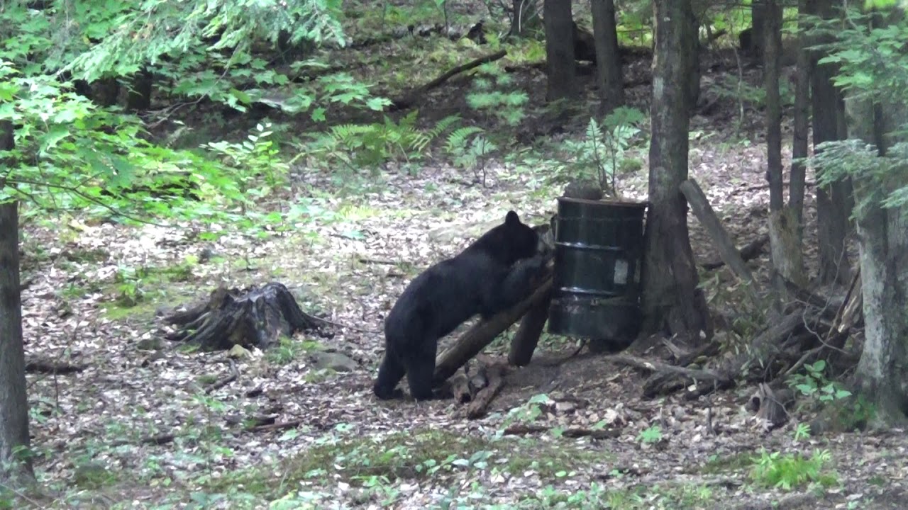 Riley Demer's 2019 NH Bear hunt - YouTube