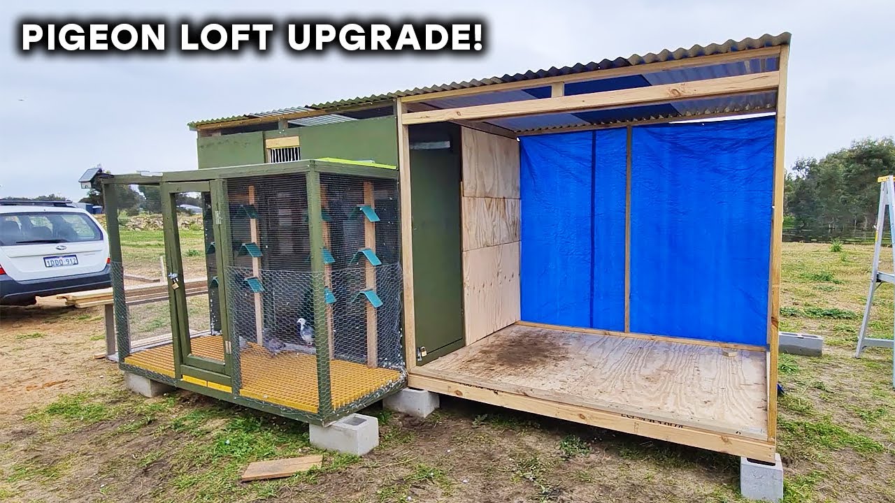 Pigeon Loft Upgrade ( Double Size ) - YouTube