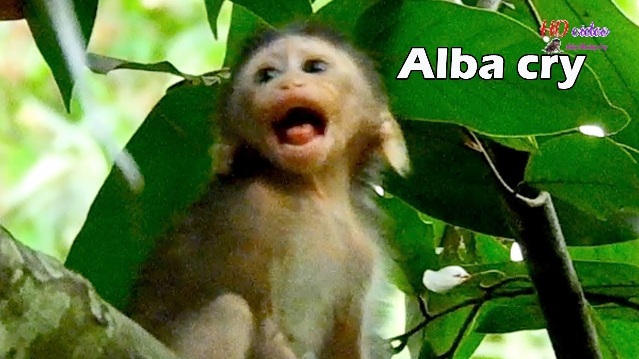 EXTREMELY CRY ! Alba cry very loud on tree to call mom back, Pity Alba ...