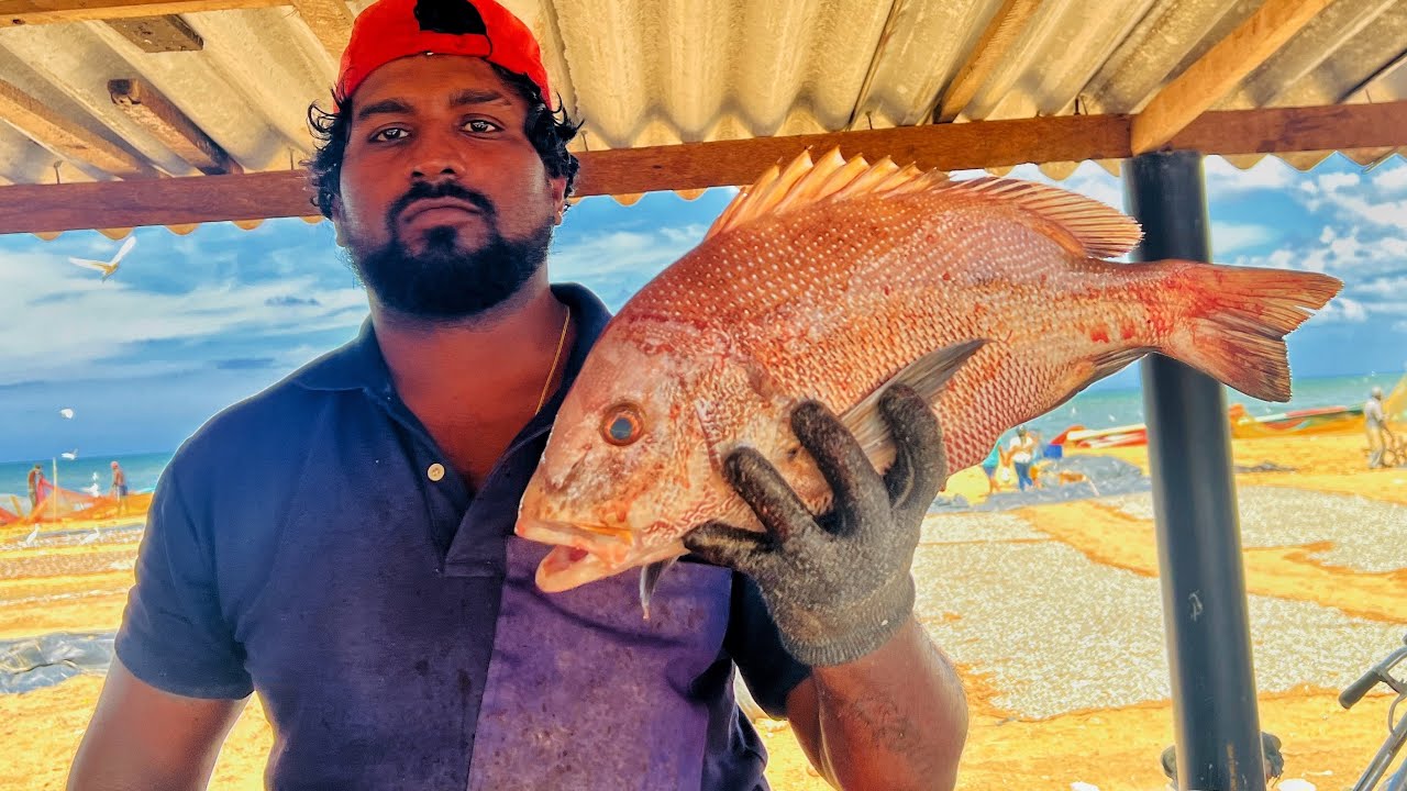 Omega 3 Rich Warsaw Fish Cutting | Huge Bulberlips Snapper Fish Cutting ...