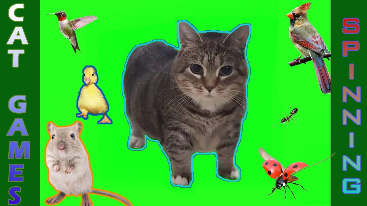 Cat Games | Ultimate Cat TV Compilation Keep Your Cat Happy - Make your ...