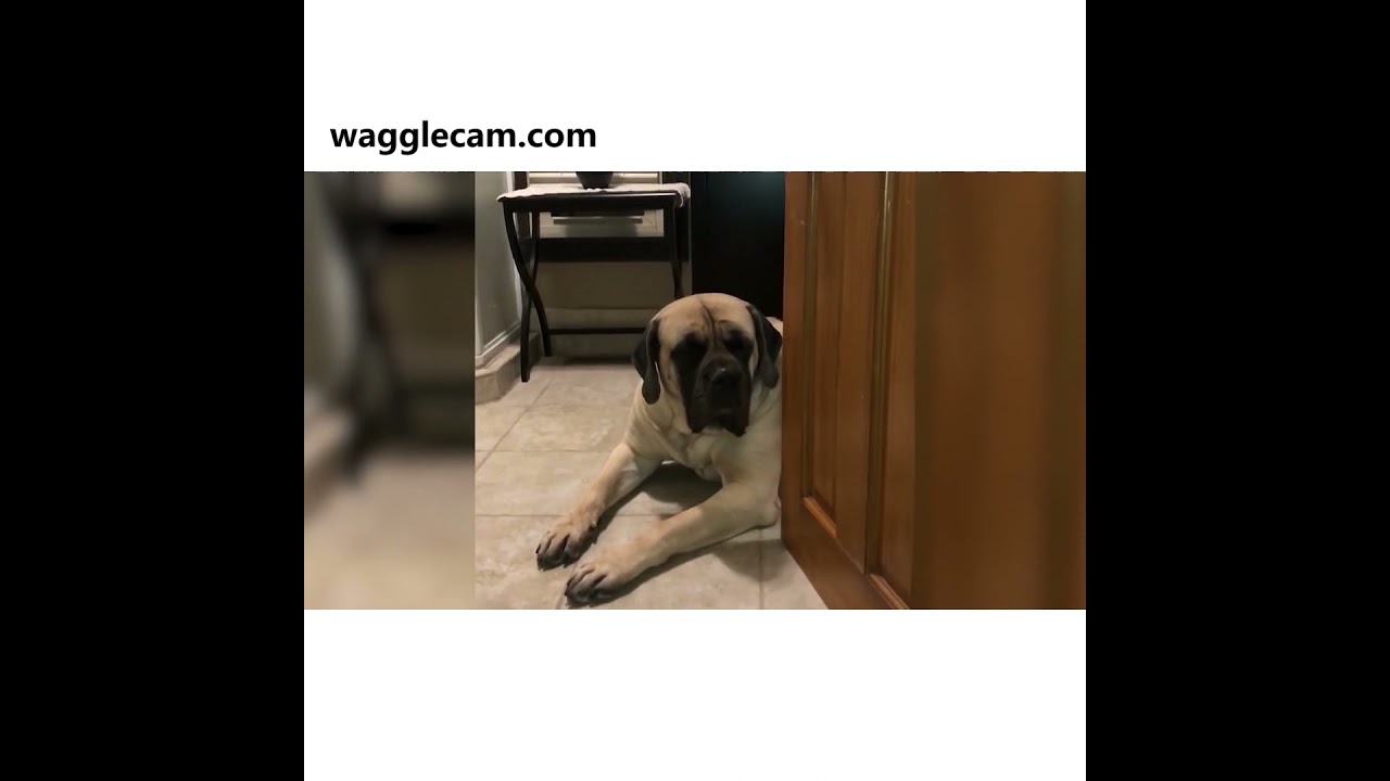 Sassy Pets: Try Not to Laugh Challenge - YouTube