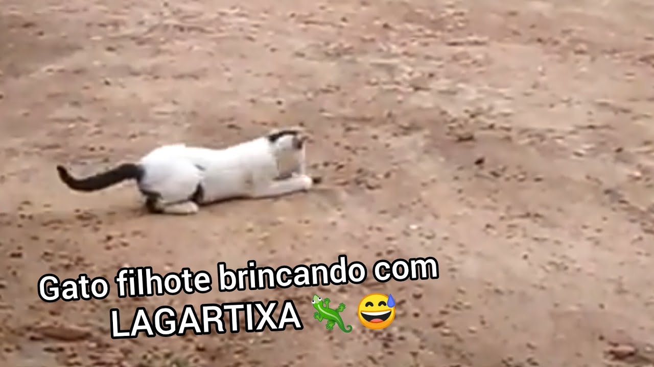 GATO FILHOTE BRINCANDO COM LAGARTIXA 🦎 😅 |@Cicerotubevlog - YouTube