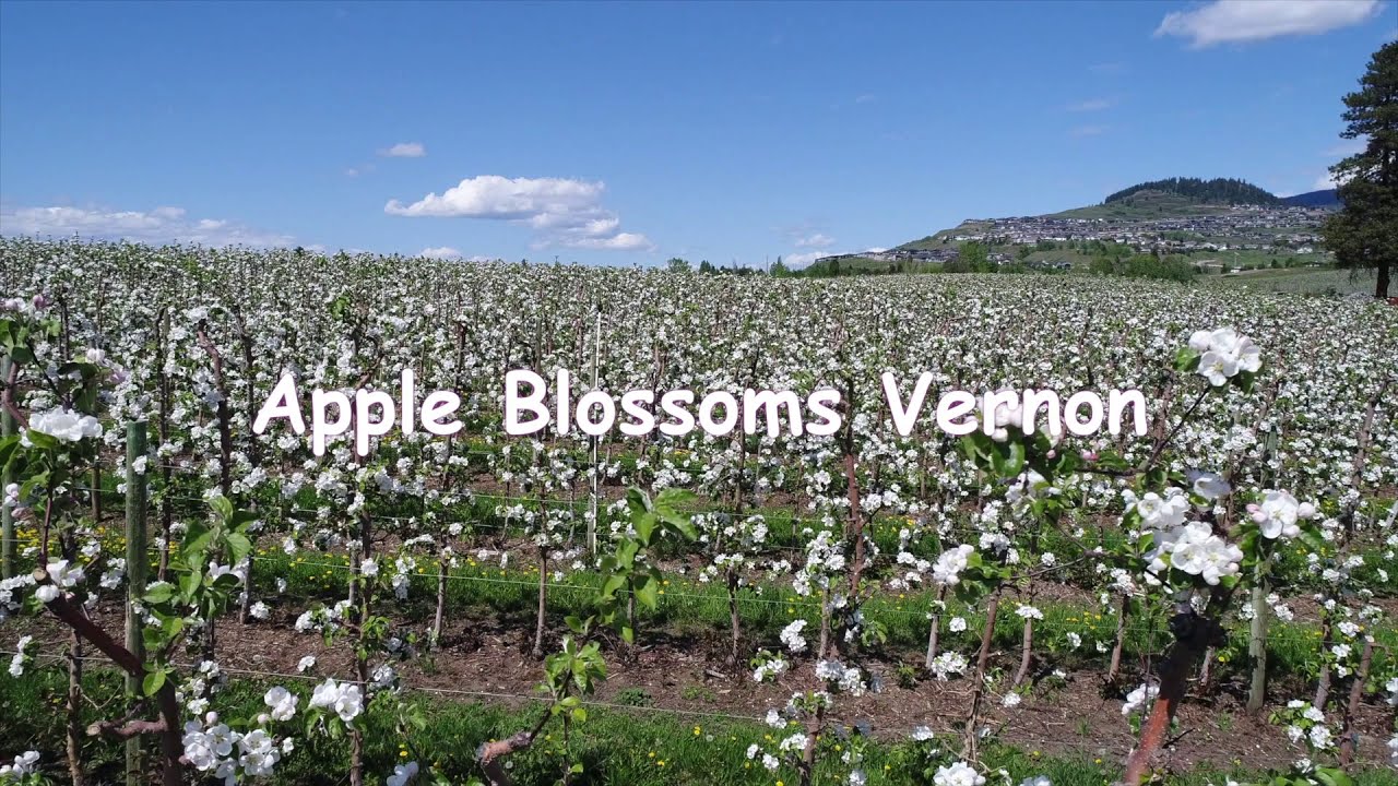 Apple Trees Full Bloom Vernon BC - YouTube