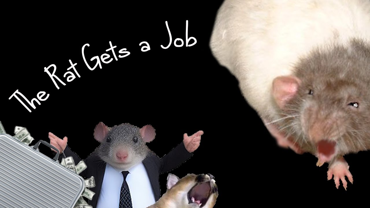 The Rat Gets a Job - YouTube