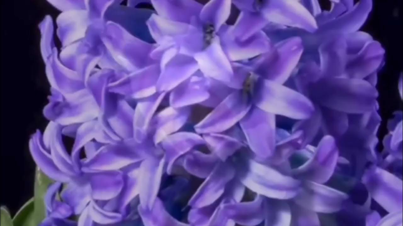 (Вальс цветов...) - YouTube
