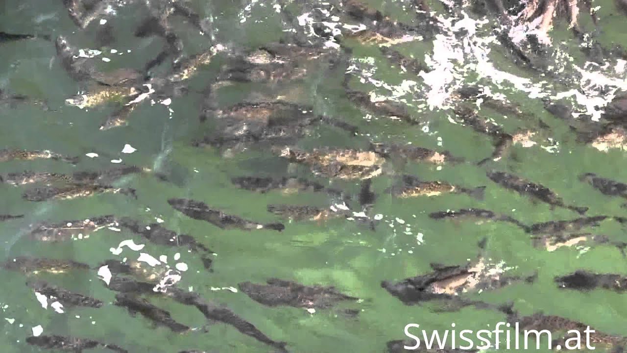 HD Tausende wilde Fische am Rheinfall Schaffhausen fressen Brot ...