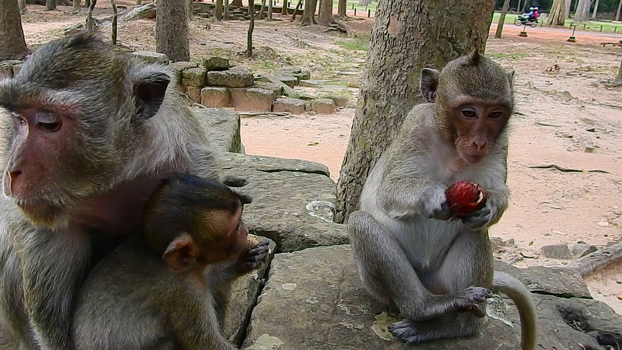 update Monkey Tima and baby monkey Timo today - YouTube