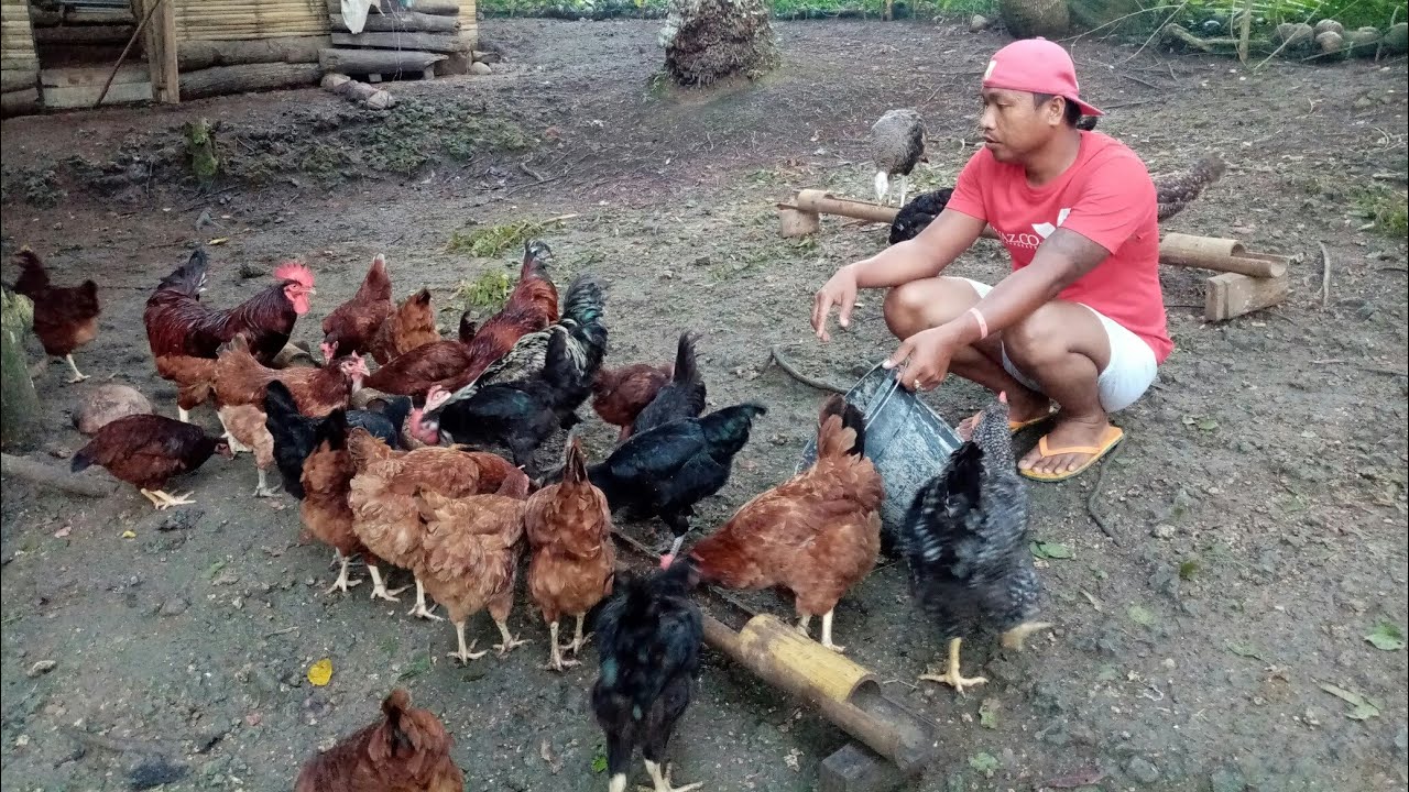 organic feeds for my free range chicken nilagang gabi tipid at busog ...
