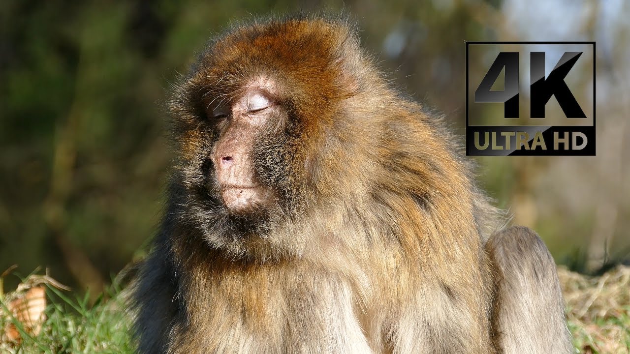 monkey relaxing in 4K - YouTube