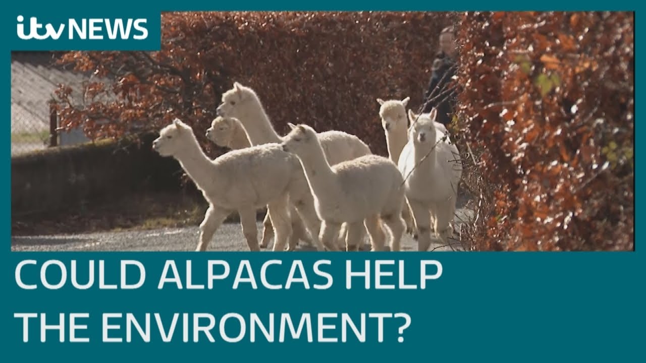 How alpacas could help Welsh farmers tackle climate change | ITV News ...