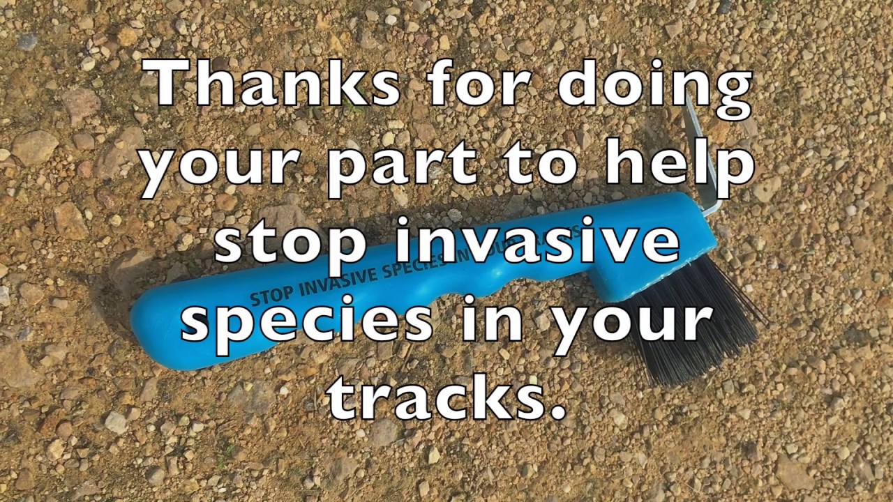 Stop the Spread of Invasive Species: Leave No Trace Skills Series ...