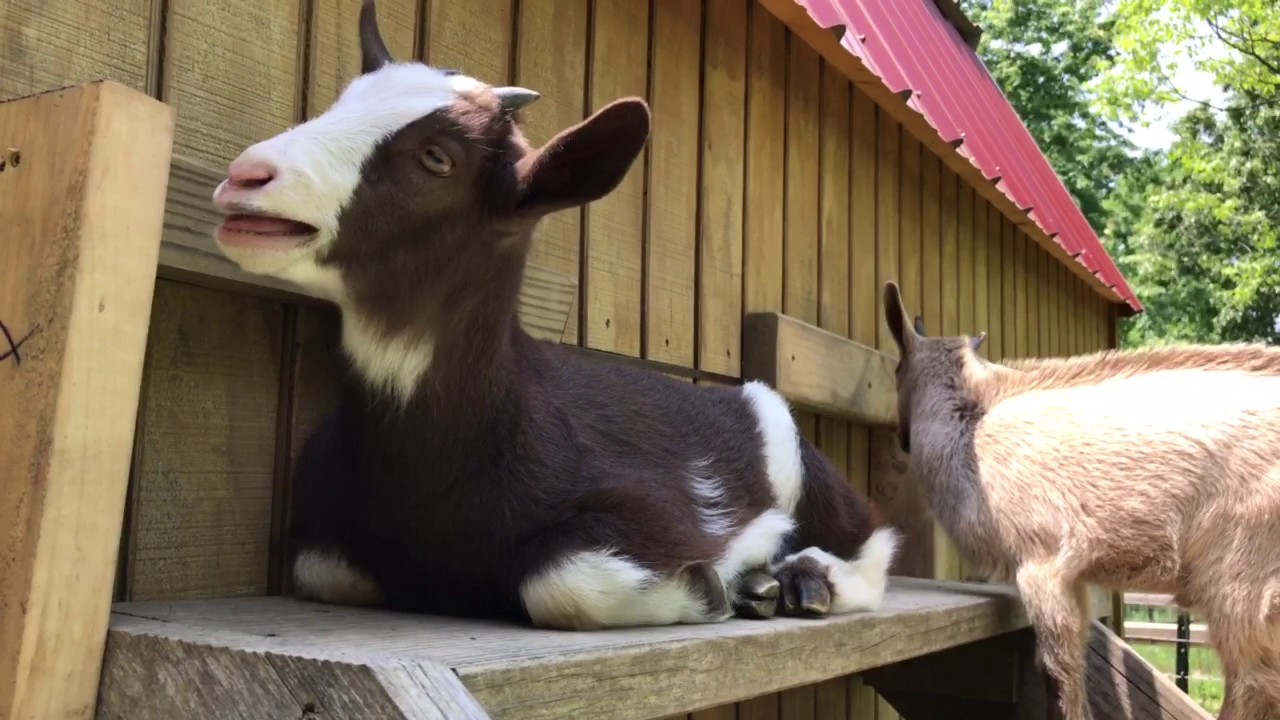 Huffing and Puffing - YouTube