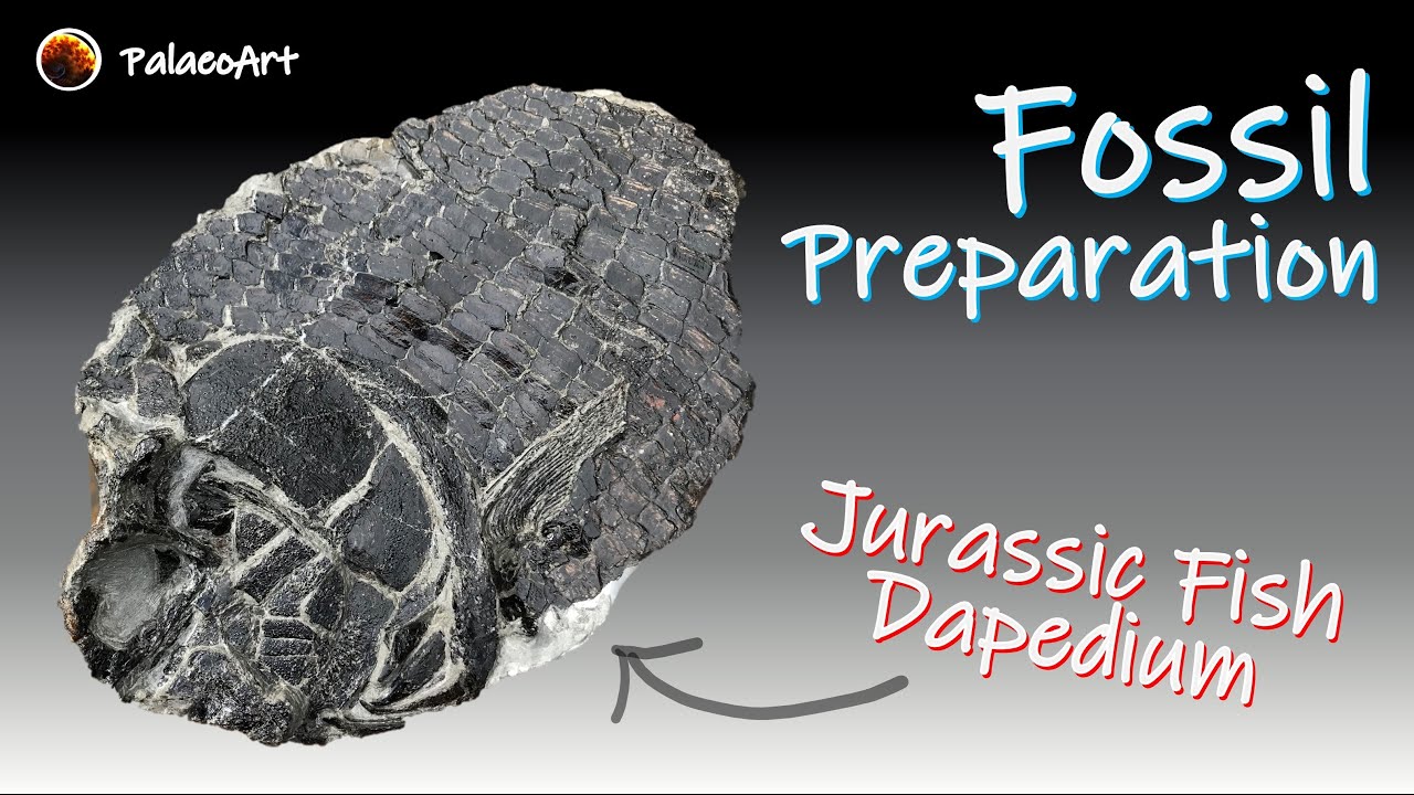 Fossil preparation - Jurassic Dapedium fish from Lyme Regis (200 ...