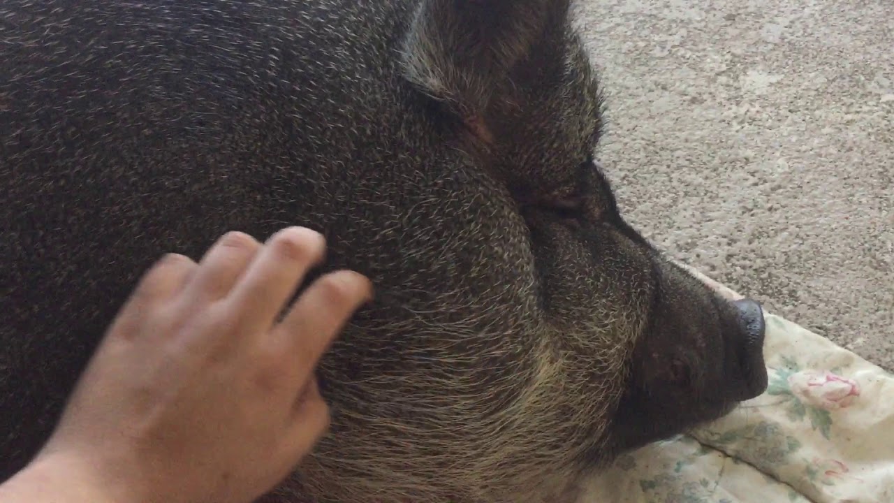 Pig relaxes with scratches and an ankle massage - YouTube