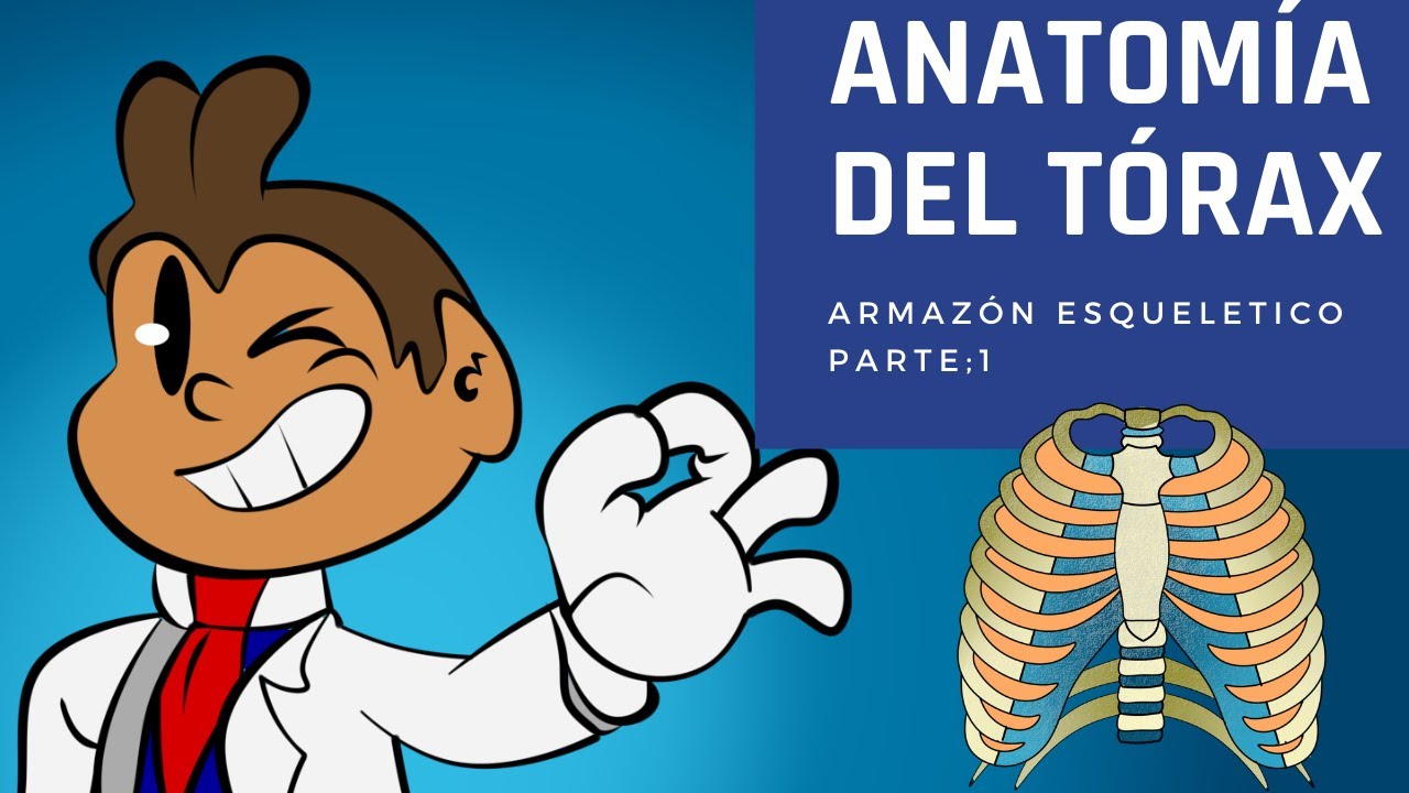 Anatomía del Torax: armazón esquelético - vertebras,costillas y ...