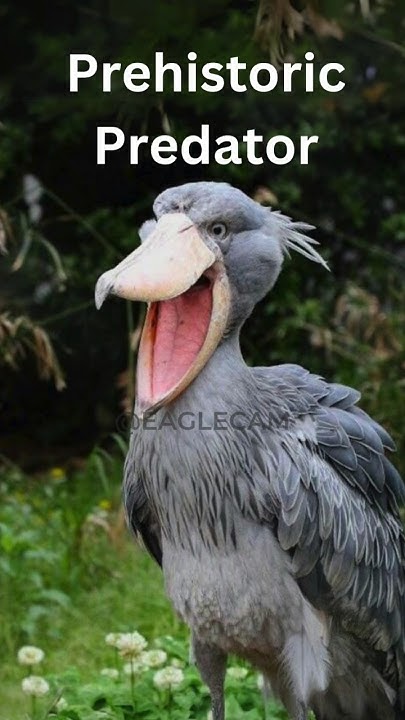Shoebill: The Prehistoric Bird with a Giant Bird! 🦖 - YouTube