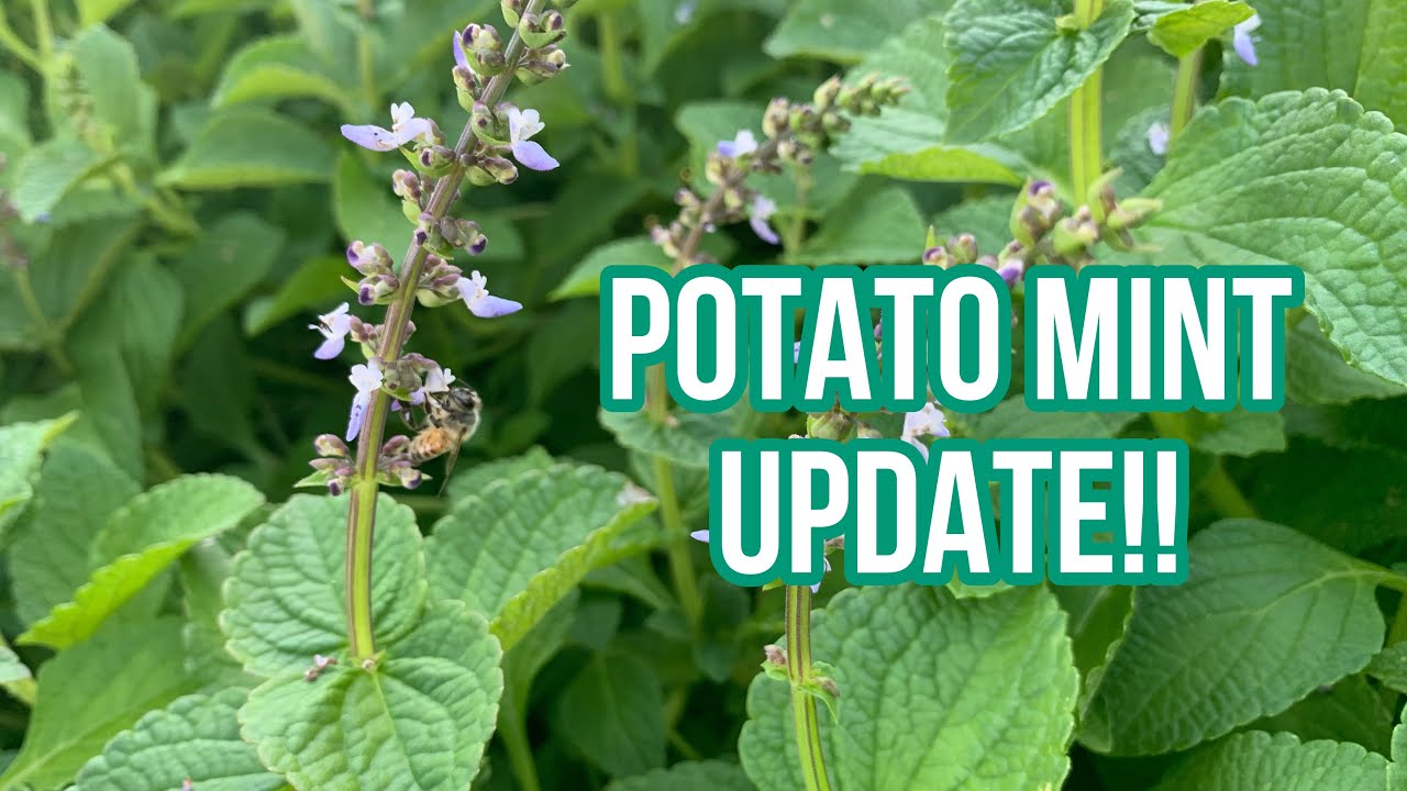 Potato Mint Update!!🤩🌿S:2,Ep.16//Ultimate Gardening - YouTube