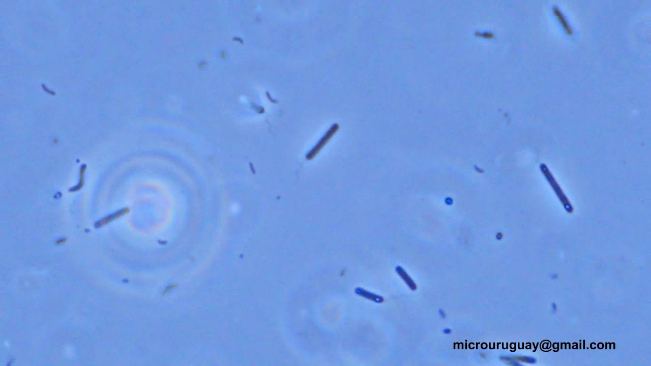 Bacilos - monopolares - monotricos - Bacillus with unipolar flagella ...