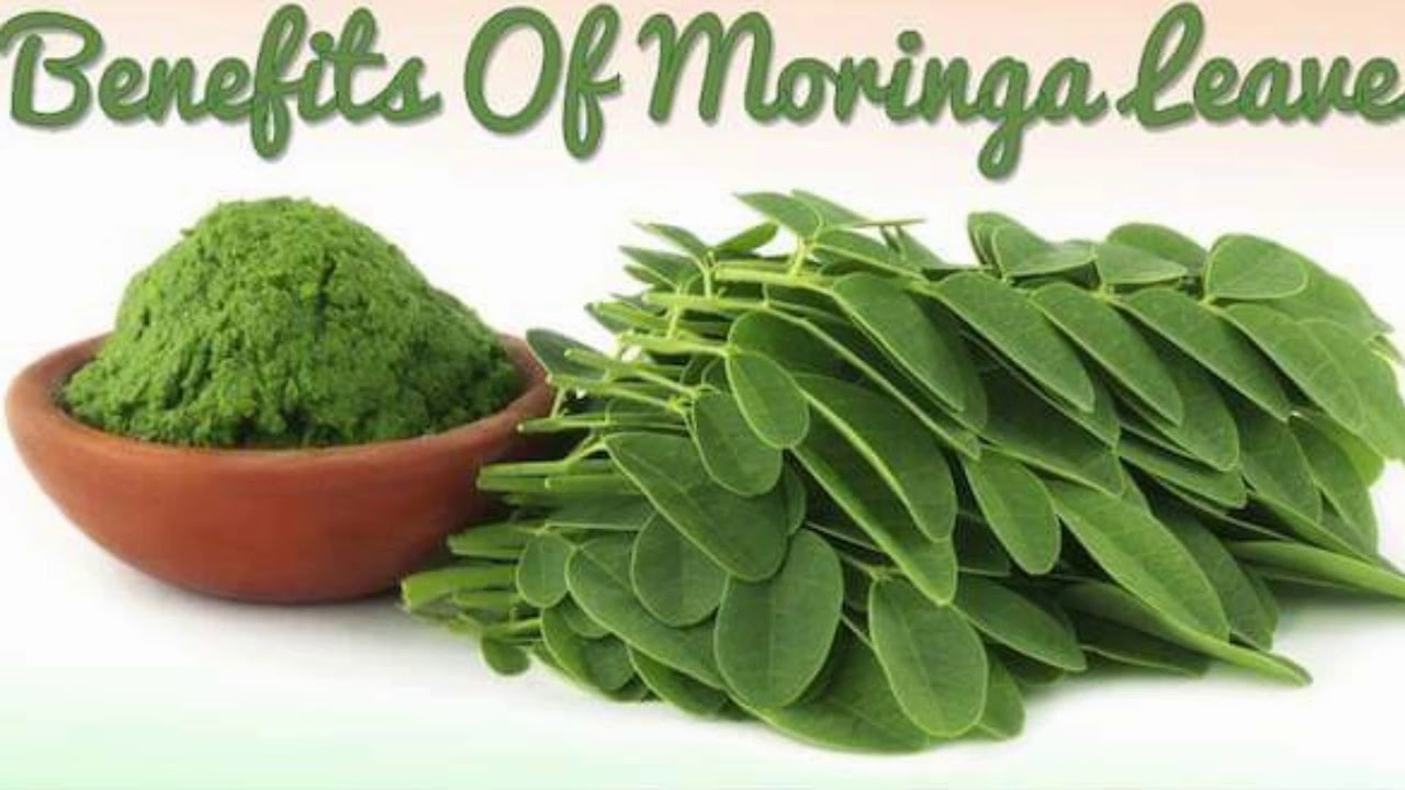 maajabu ya mlonge ni zaidi ya duka la dawa - YouTube