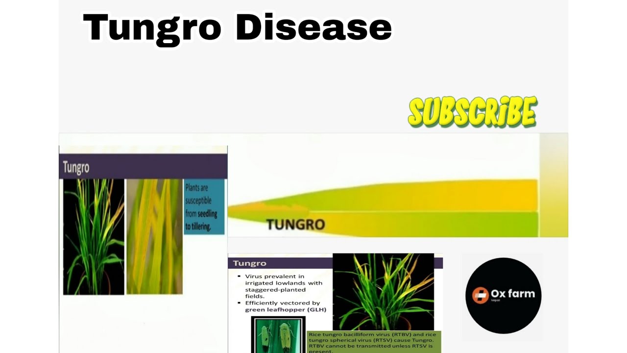 Rice disease: Tungro disease of rice - YouTube