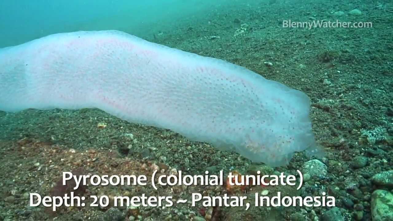 Pyrosomes and Squid Eggs - YouTube