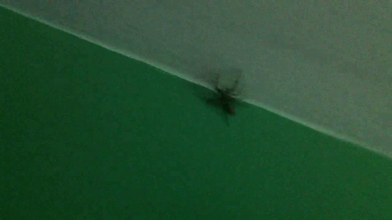 CRAZY SPIDER RAVE !!!!! - YouTube