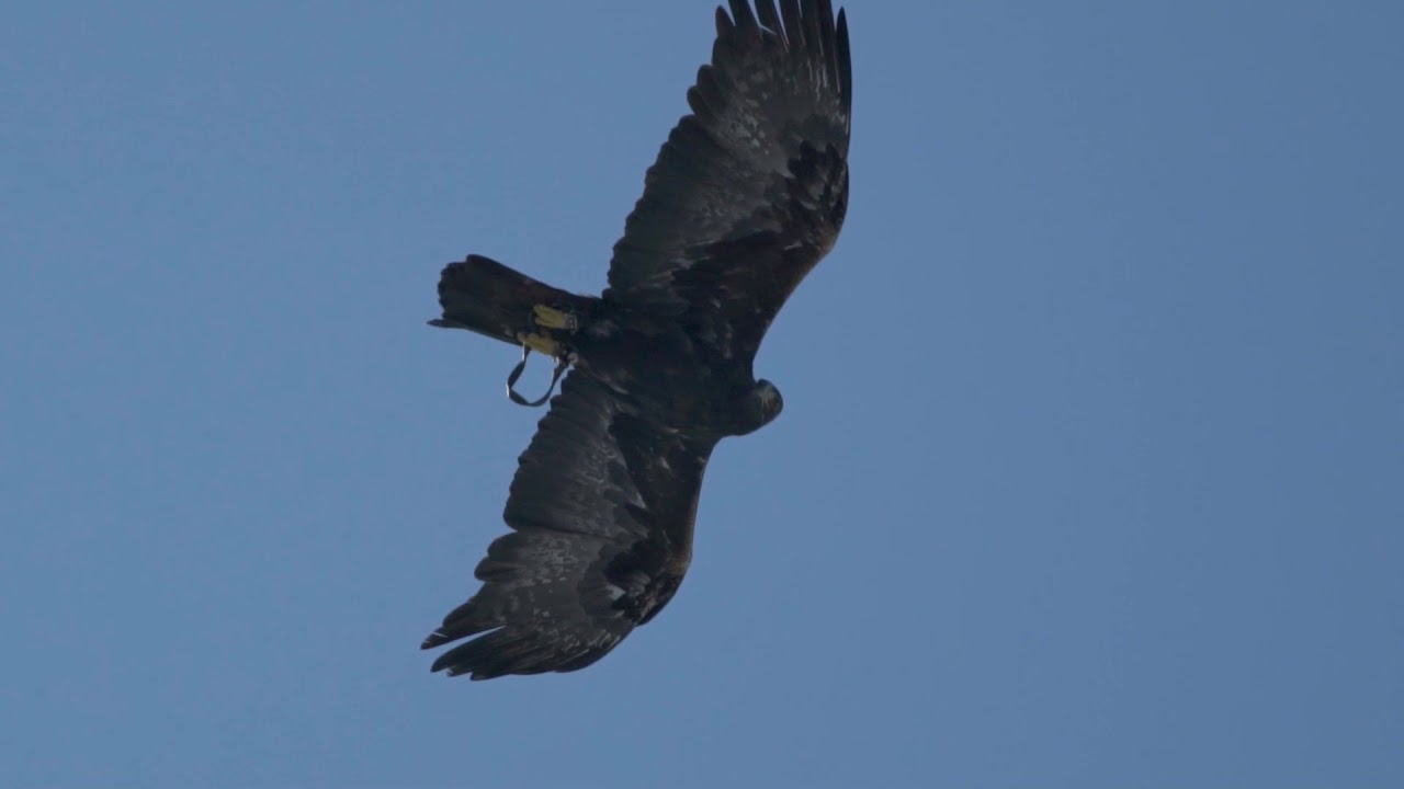Orel Skalní kroužící nad Klepáčem-Golden Eagle flying - YouTube
