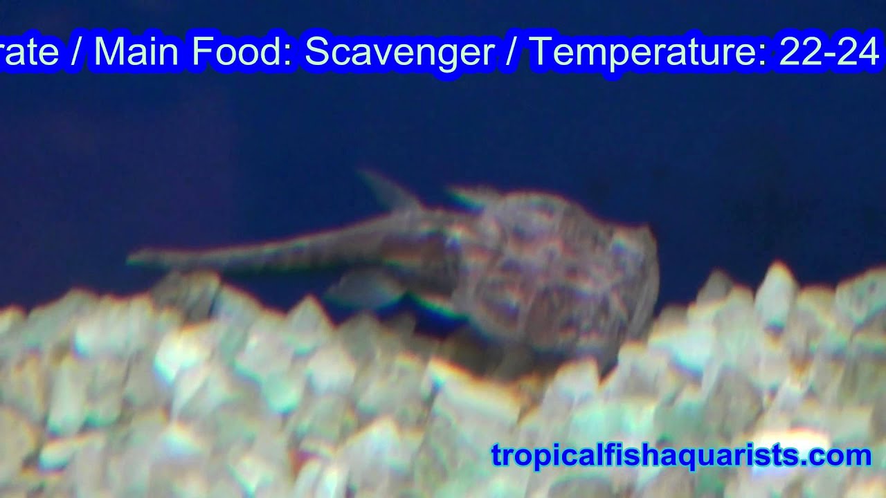 Chaca chaca - Frogmouth catfish - YouTube