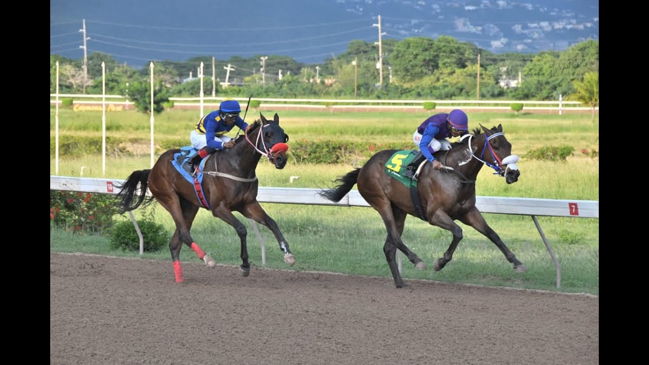 JAMAICA RACING: JOHNCROWJEFF WINS THE CAYMANAS (SUN, NOV 6, 2022) 8th ...